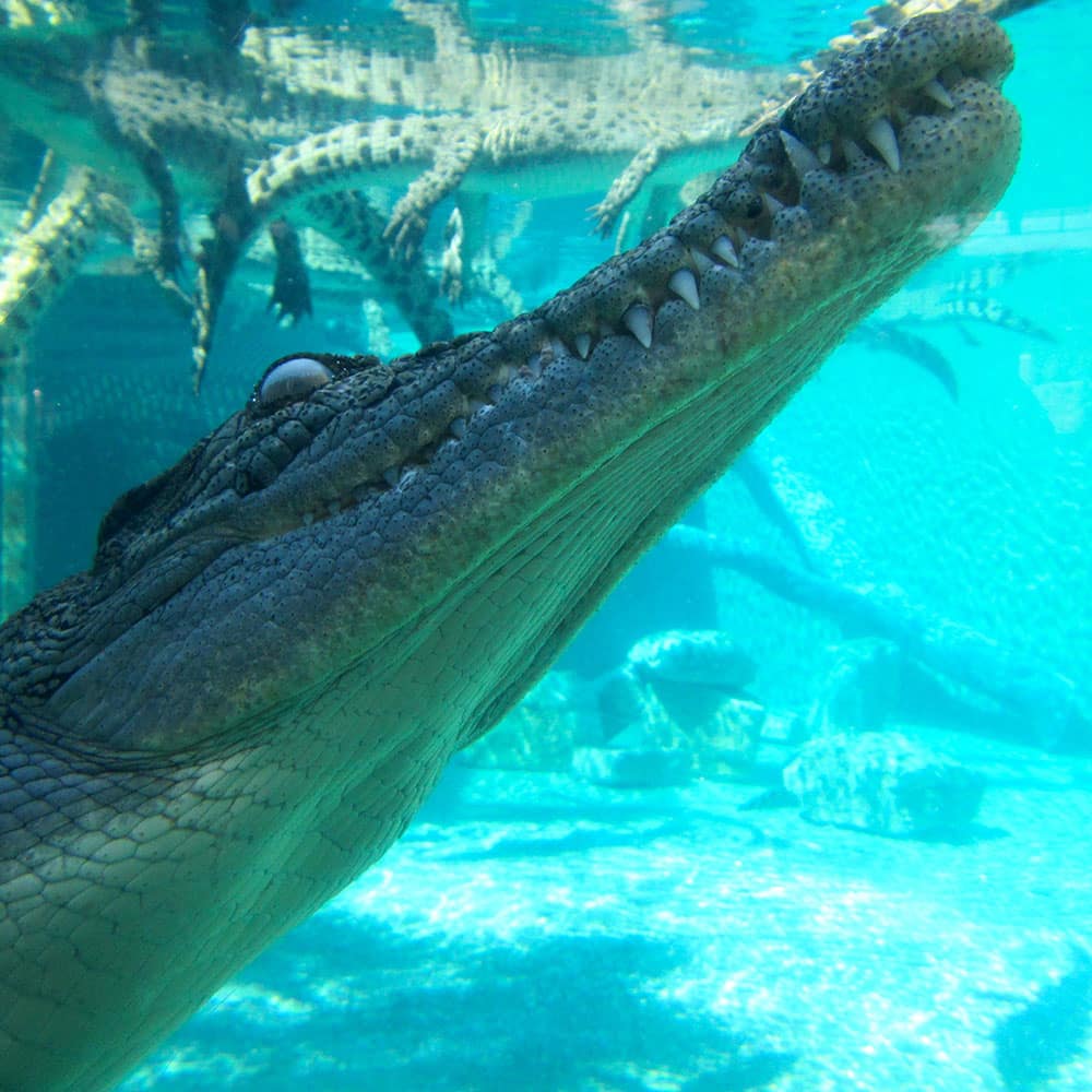 Crocosaurus Cove