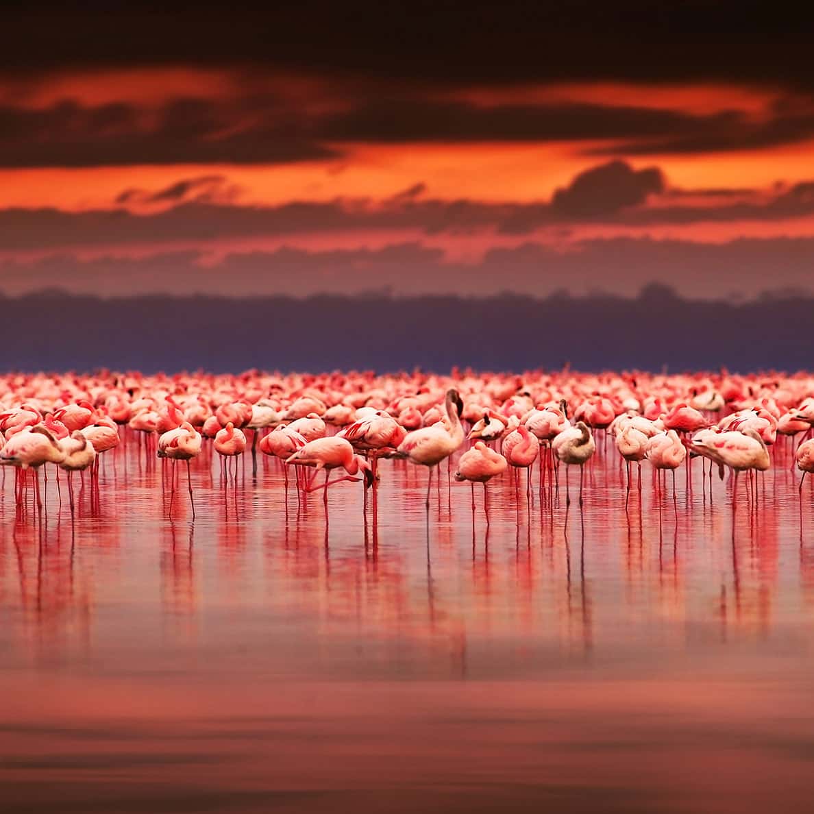 Flamingos no Quênia - Dicas de Viagem - Lagos Nakuru e Bogoria